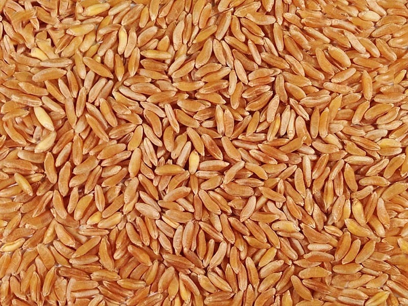 Organic Kamut® Khorasan Wheat – Grain Place Foods